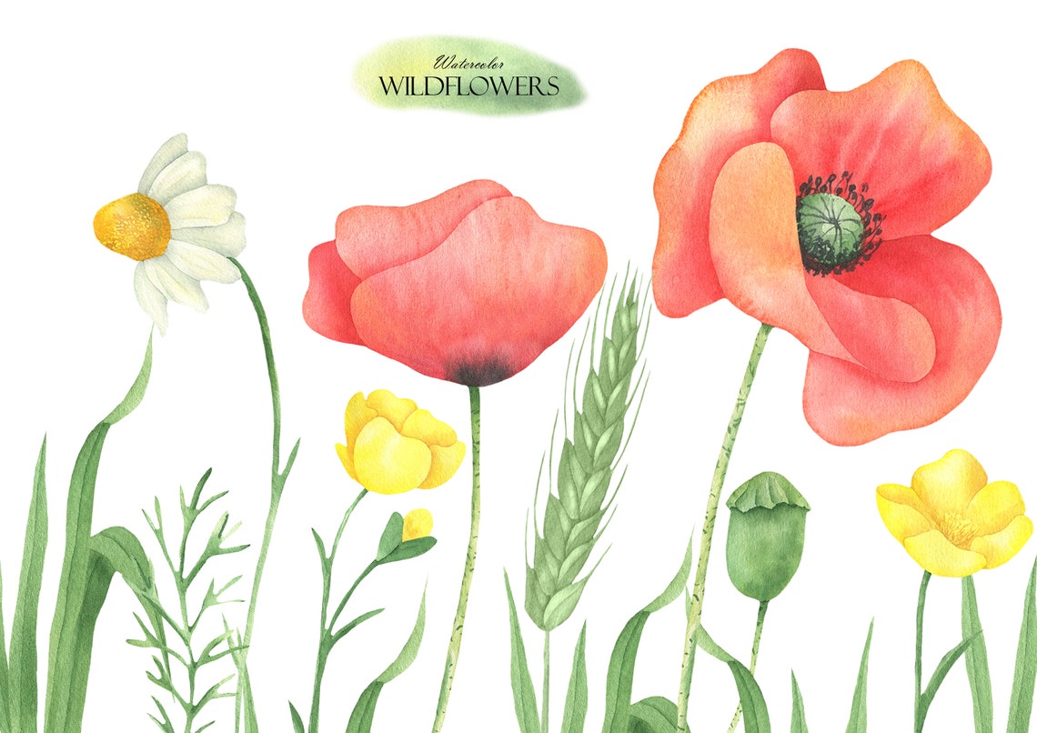 Watercolor Wildflowers Clipart, Meadow Flowers Poppies, Daisies ...