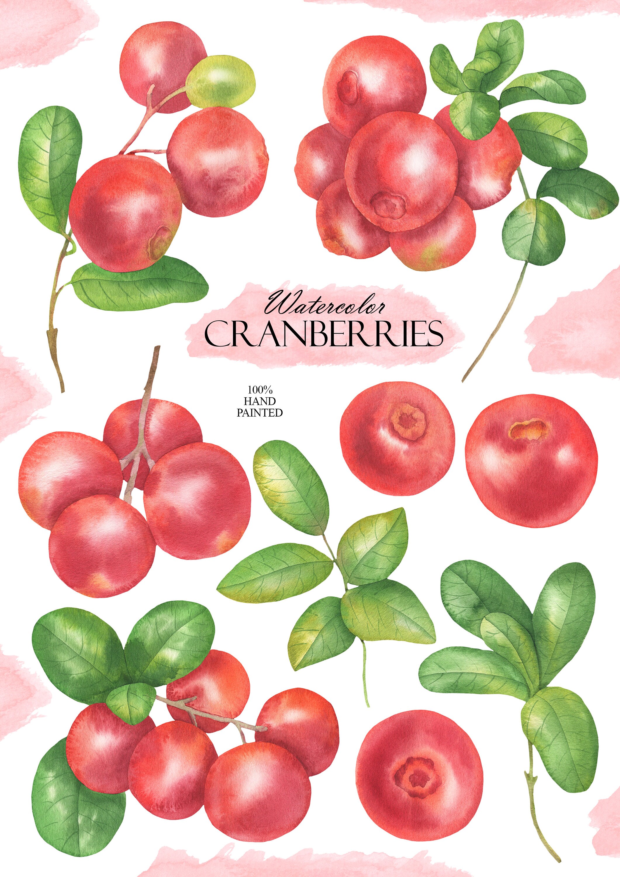 Cranberries Clipart