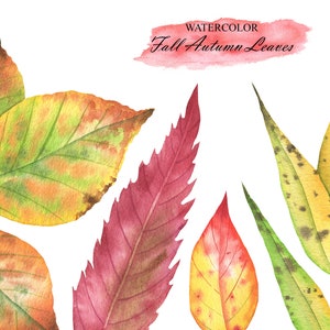 Watercolor Fall Leaves Clipart, Autumn Leaf of Chestnut, Maple, Oak ...