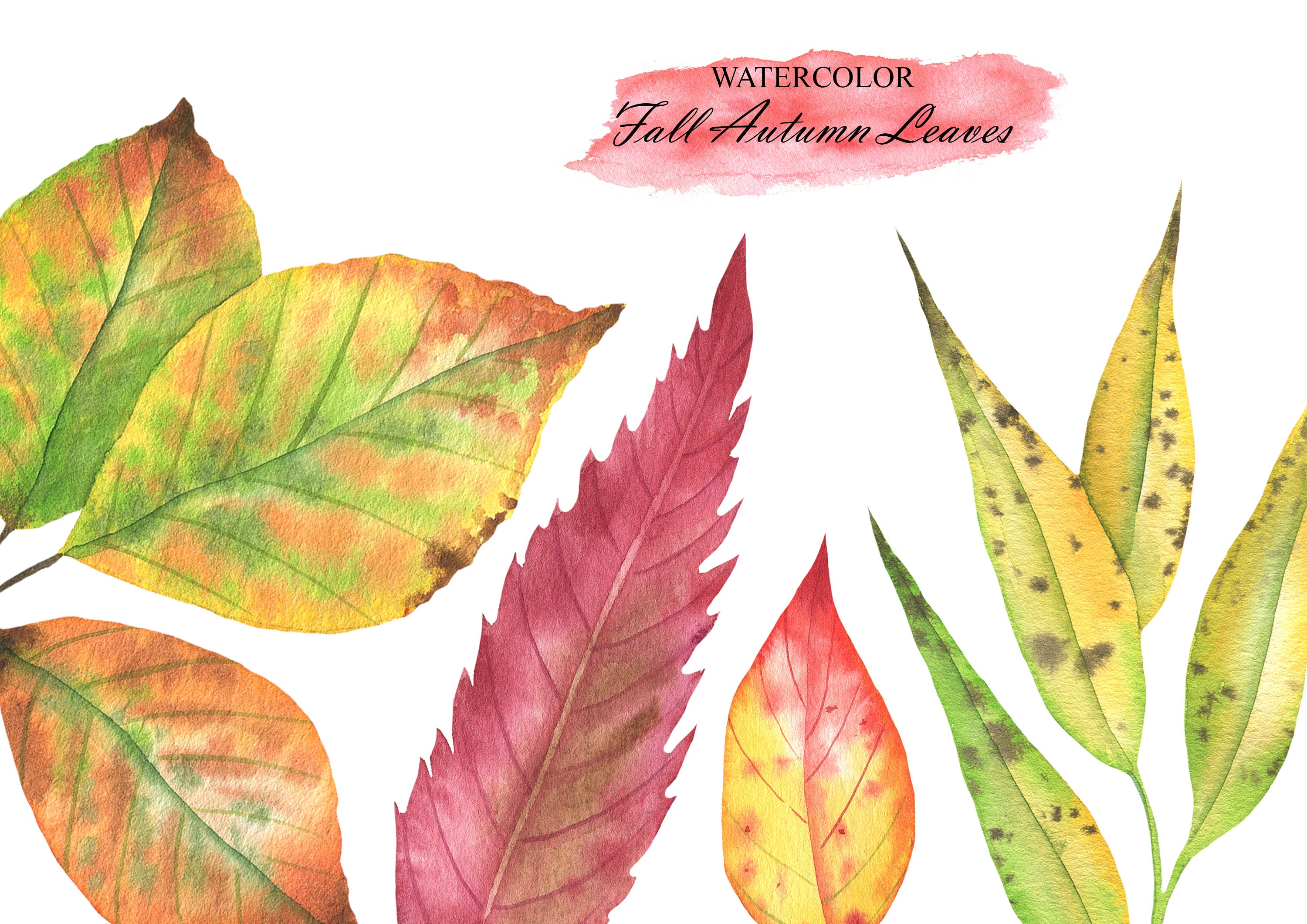 Watercolor Fall Leaves Clipart, Autumn Leaf of Chestnut, Maple, Oak ...