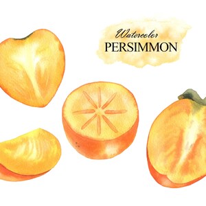 Watercolor Persimmon Clip Art, Persimmon Slices, Persimmon Harvest ...