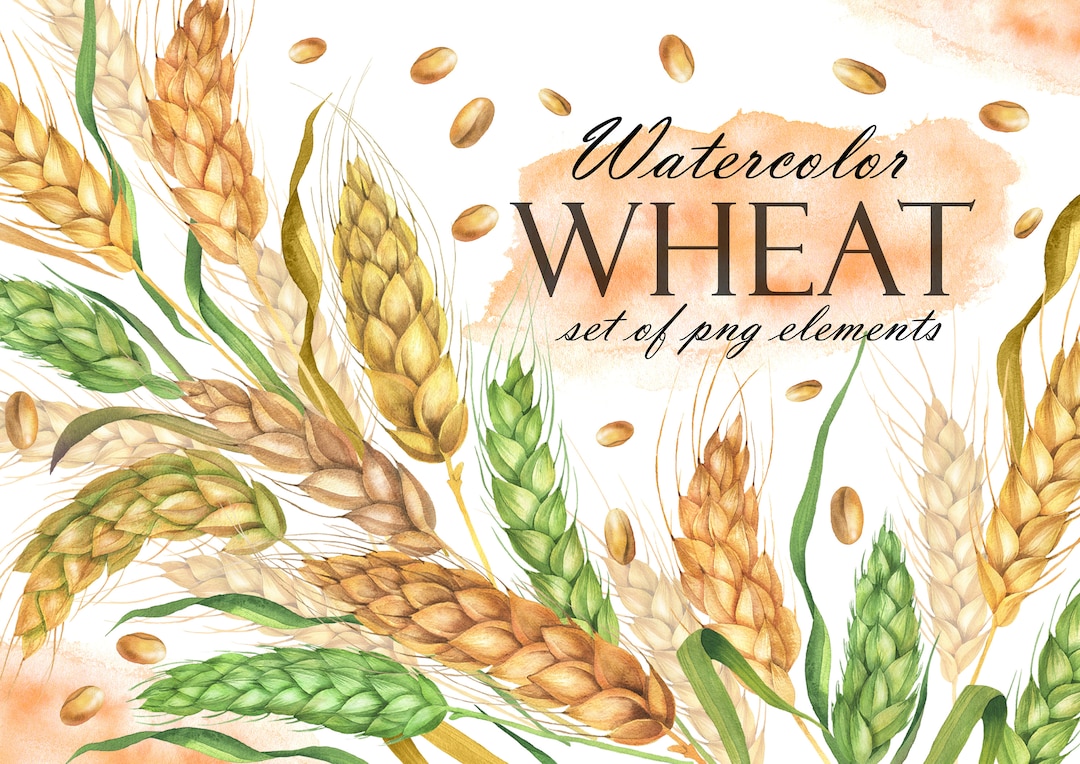 Watercolor Wheat Clipart, Golden and Green Wheat Clip Art, Farm Harvest ...