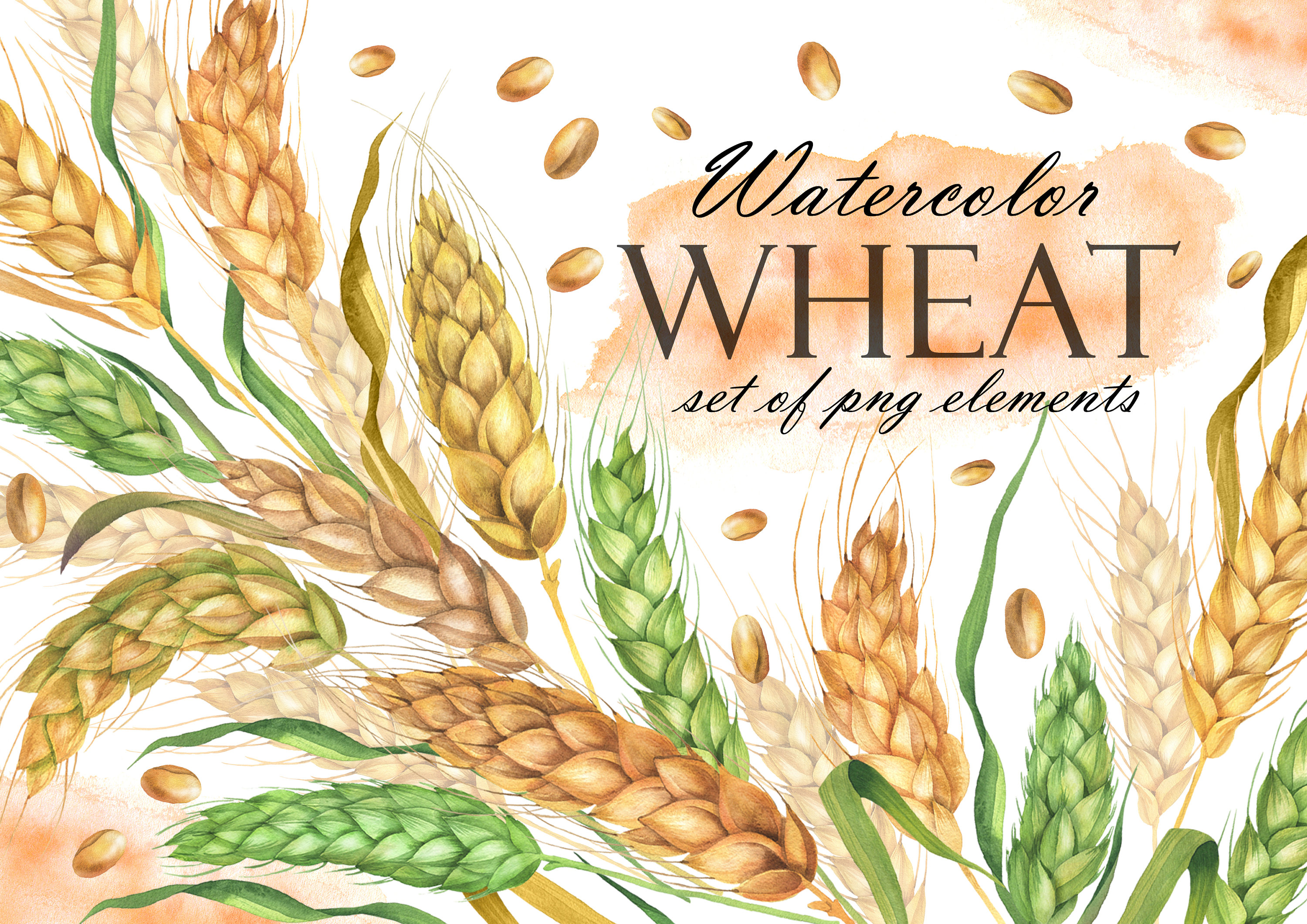 Watercolor Wheat Clipart, Golden and Green Wheat Clip Art, Farm Harvest ...