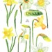 Watercolor Daffodils Clipart, Spring Flowers Clip Art, Daffodils ...