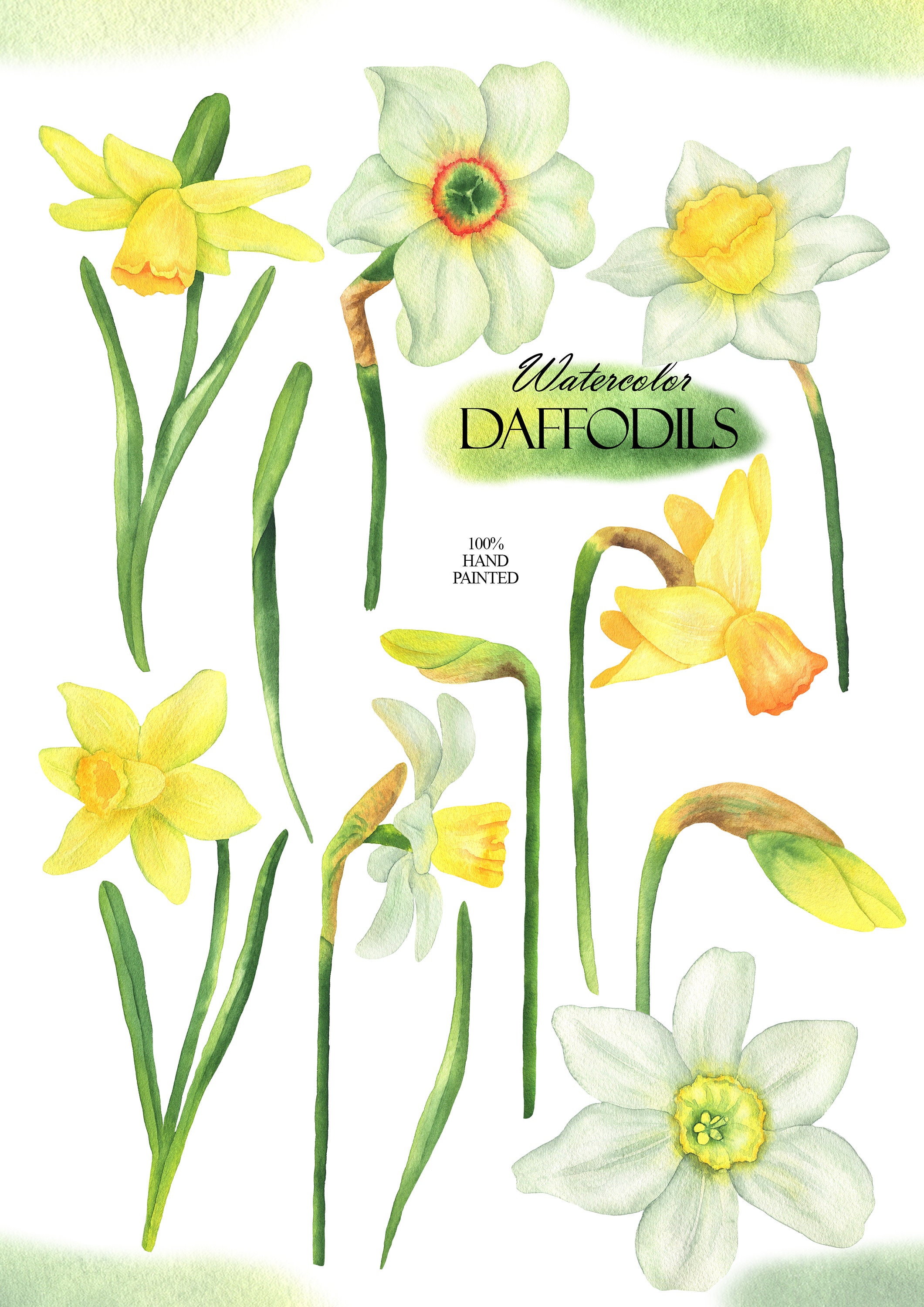 Watercolor Daffodils Clipart, Spring Flowers, PNG (digital Download) - Etsy