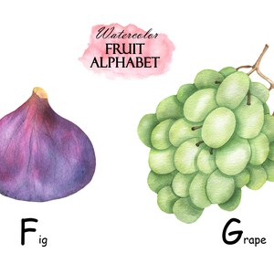 Watercolor Fruit Alphabet Clipart 2, Fruits ABC, Alphabet Poster ...