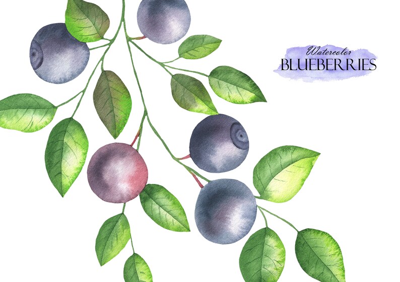 Watercolor Blueberries Clipart Summer Fresh Berries and - Etsy