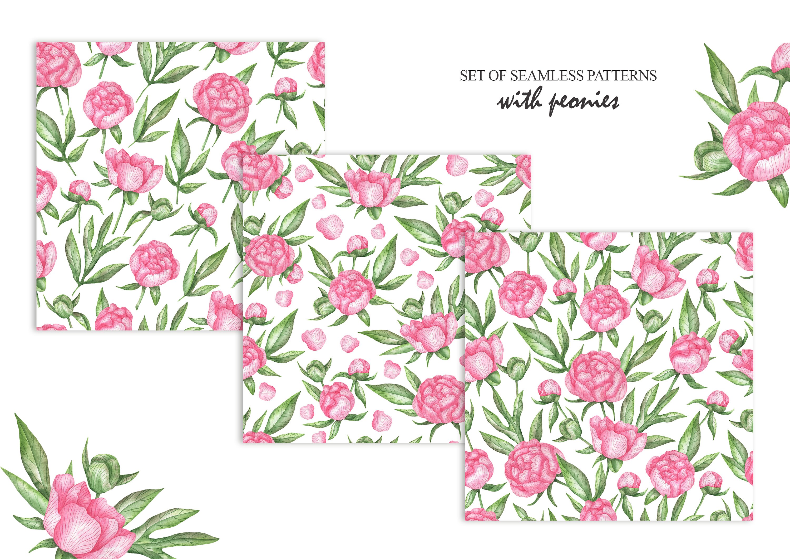 Watercolor Peonies Clipart Pink Peony Clip Art Spring Summer - Etsy