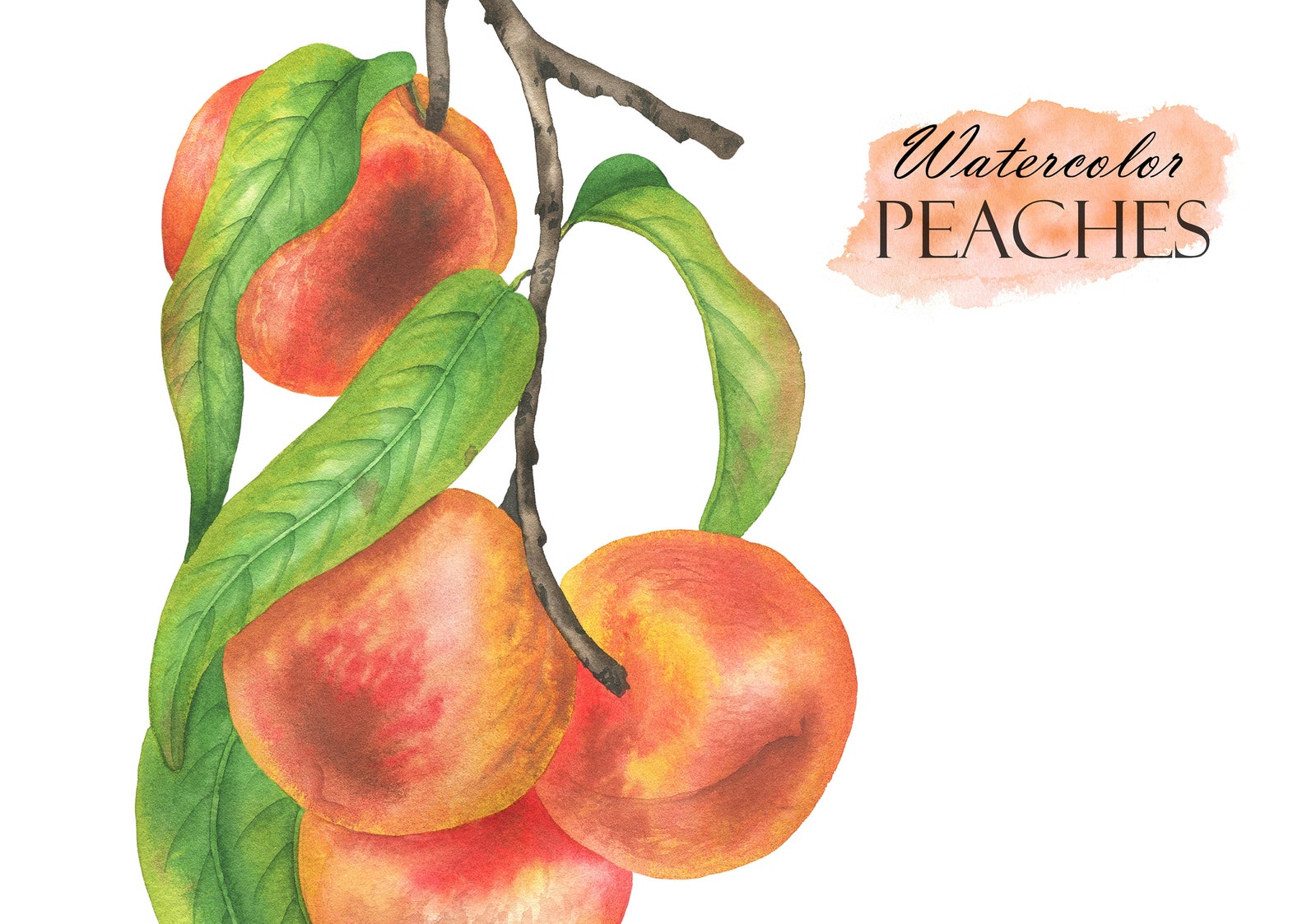 Watercolor Peach Clipart, Peaches Clip Art, Slices of Peach, Fresh ...