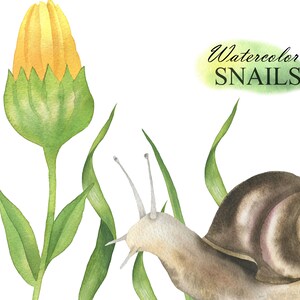 Watercolor Snail Clip Art, Colorful Snails Clipart, Garden Slug Clipart ...