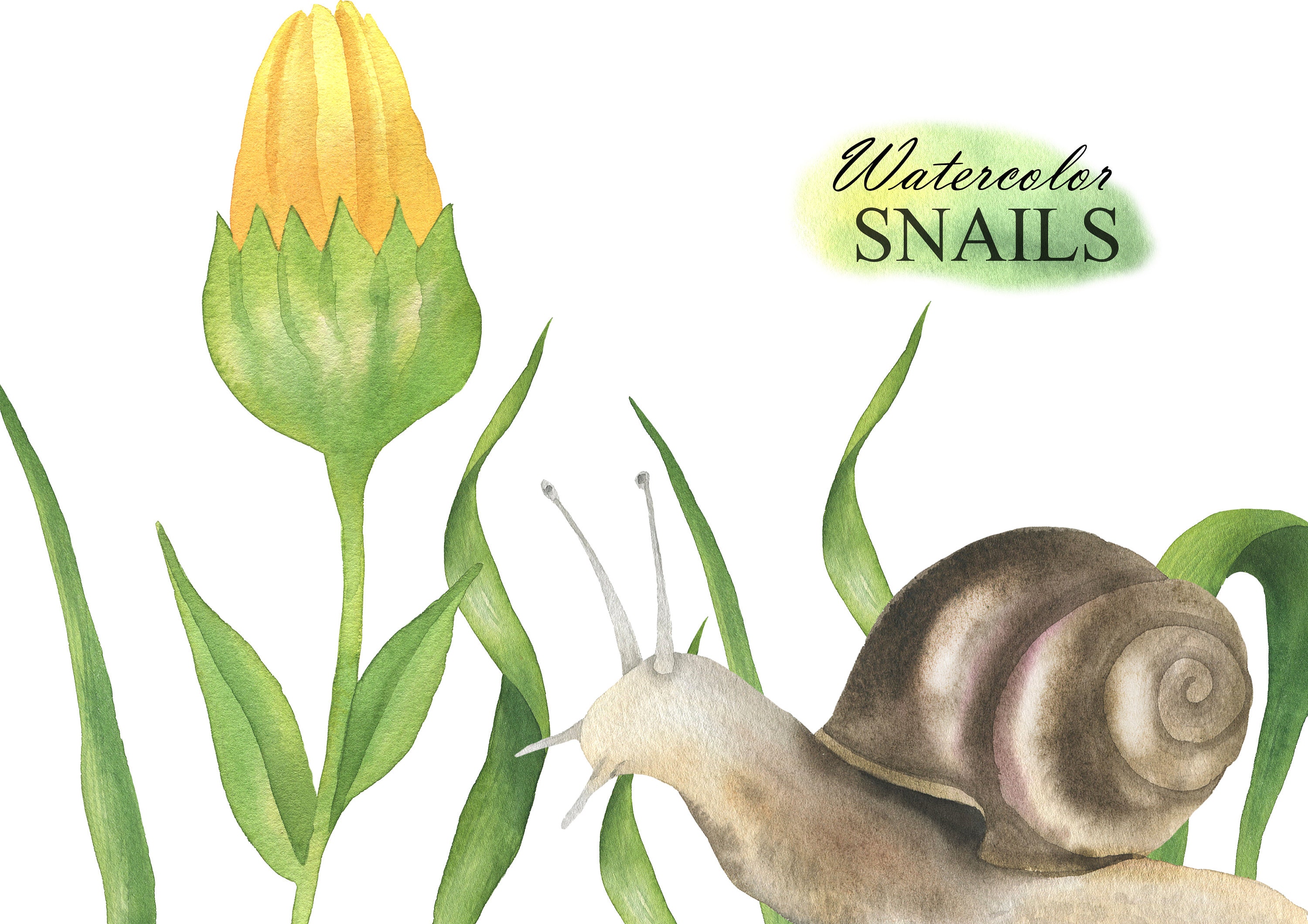 Watercolor Snail Clip Art, Colorful Snails Clipart, Garden Slug Clipart ...