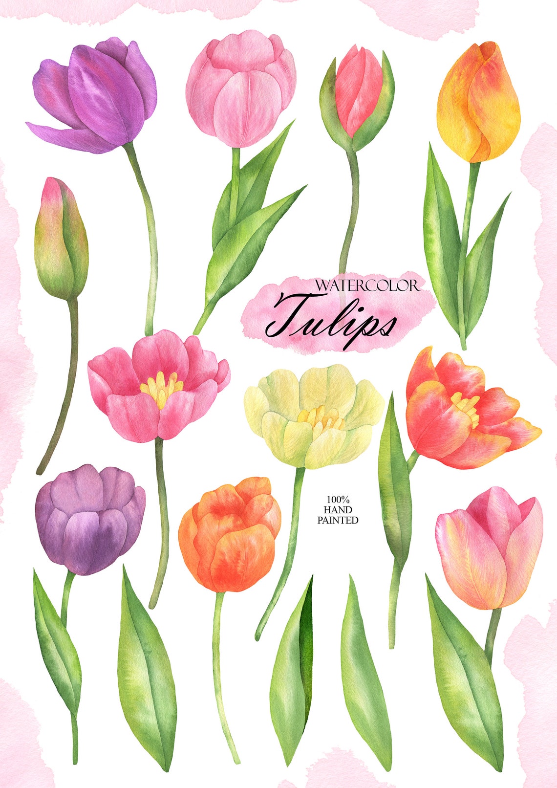 Watercolor Tulip Clip Art Colored Tulips Spring Flowers - Etsy