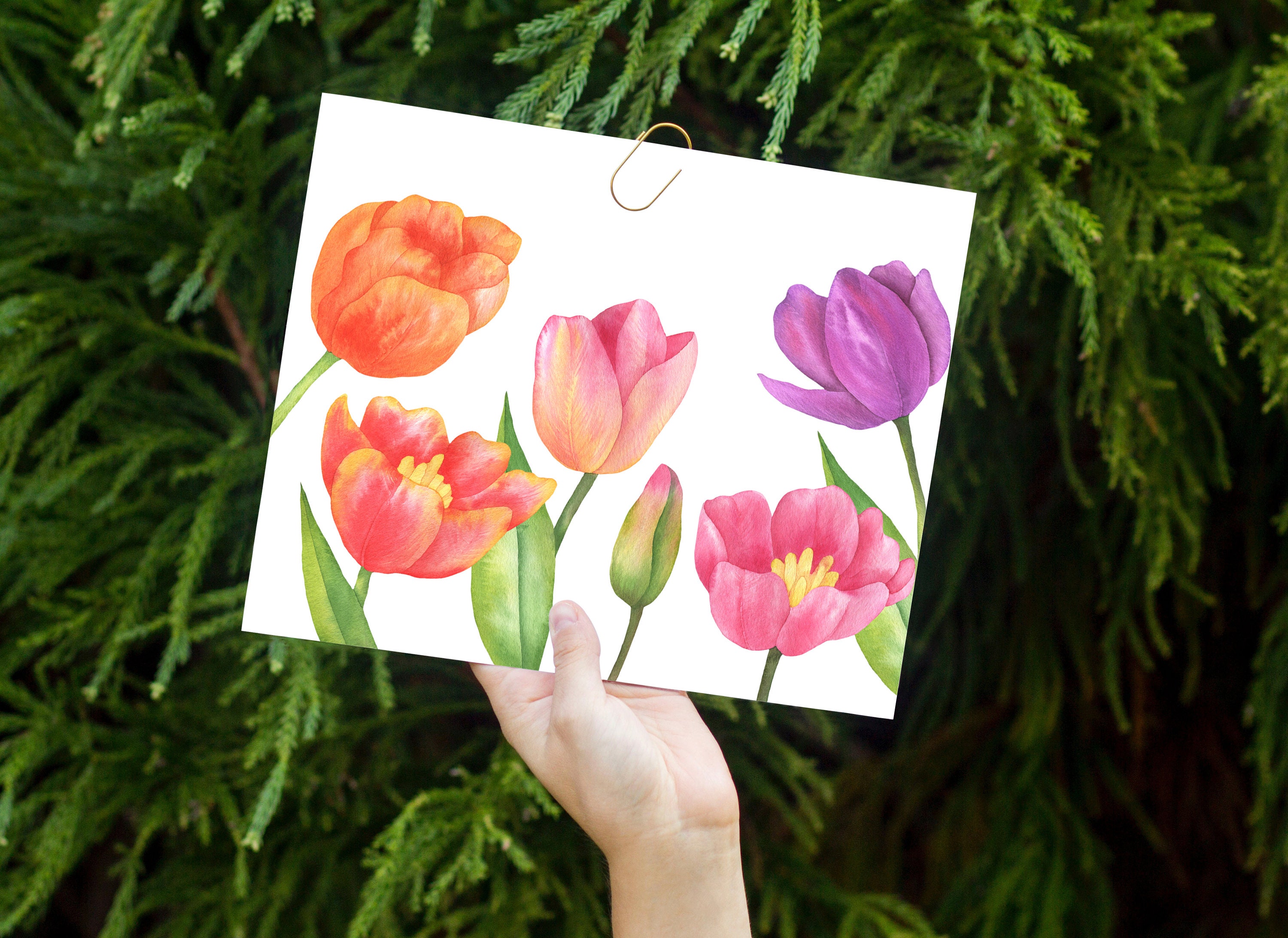Watercolor Tulip Clip Art Colored Tulips Spring Flowers - Etsy