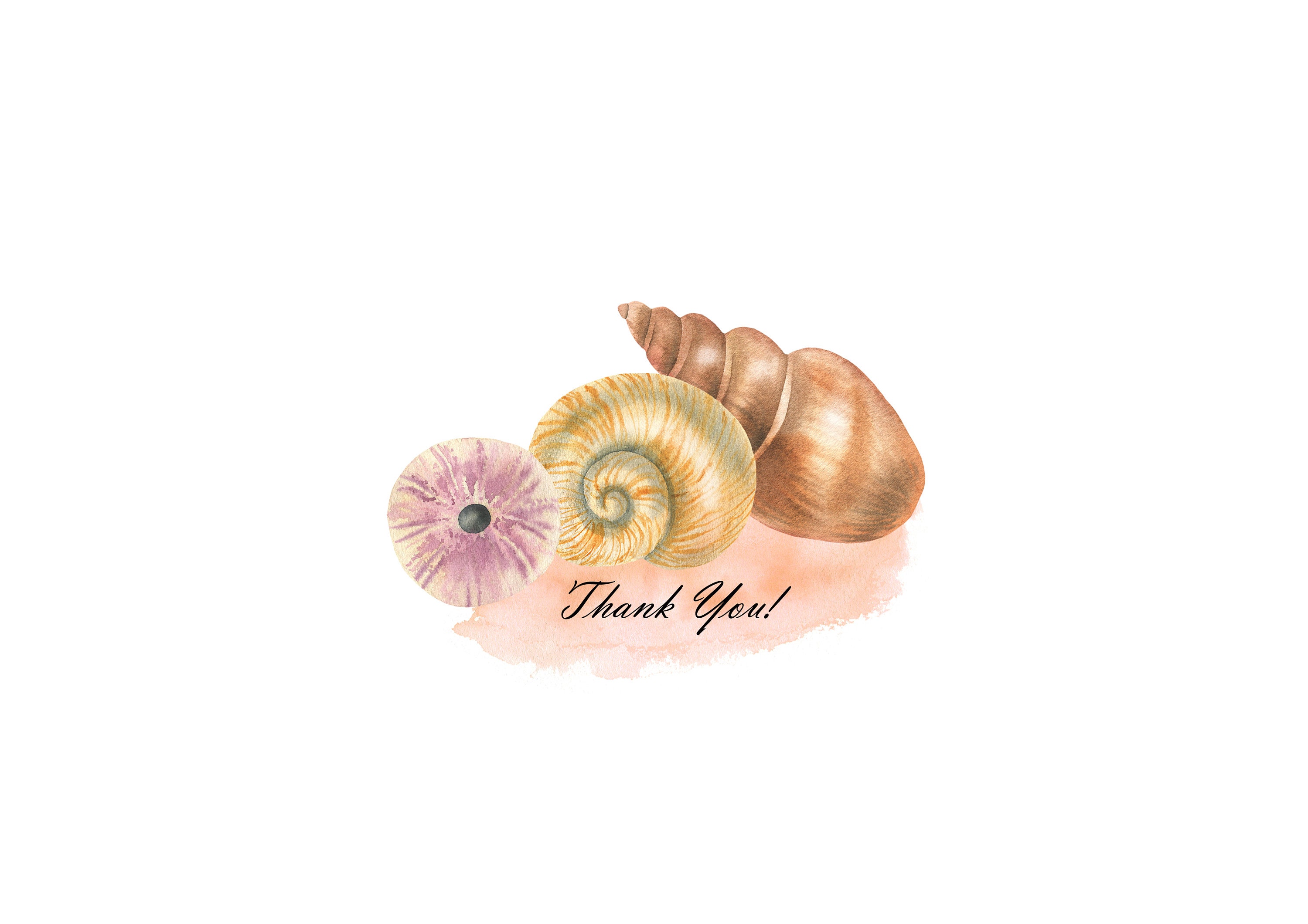 Watercolor Seashell Clipart Nautical Clip Art Sea Ocean Clip - Etsy