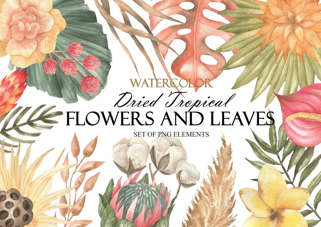 Watercolor Boho Floral Clipart, Dried Tropical Flowers and Leaves, Palm ...