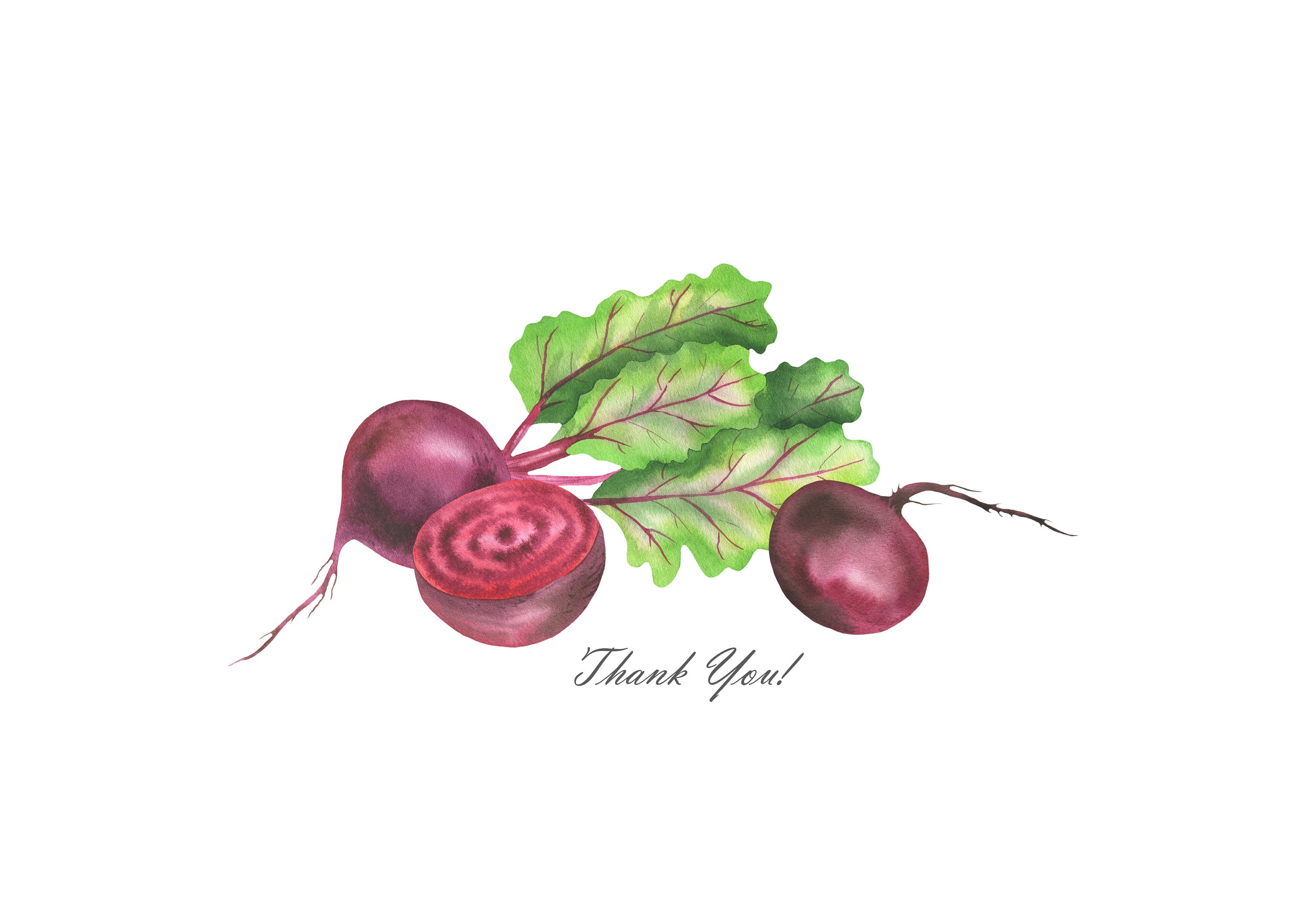 Watercolor Beet Clipart, Beetroot Clip Art, Eco Farm Vegetables, Fresh ...