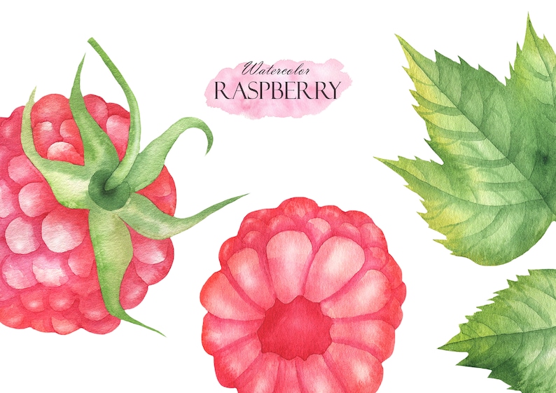 Watercolor Raspberry Clipart, Summer Fresh Berries and Leaves, Forest ...
