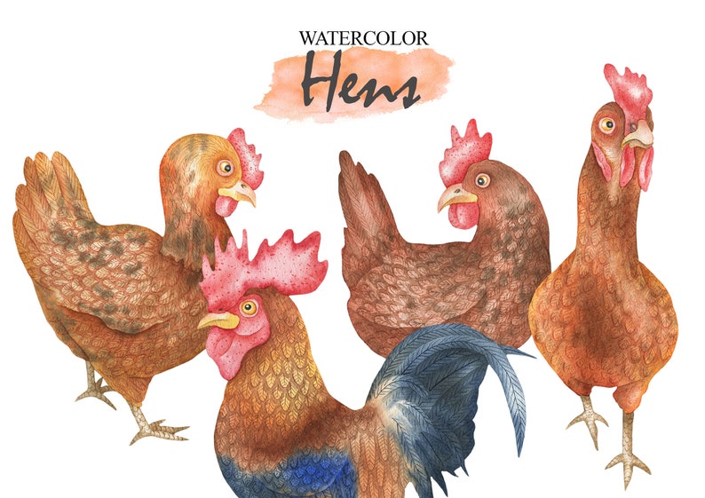 Watercolor Hens and Chickens Clipart, Farm Animals Clipart, Rooster ...