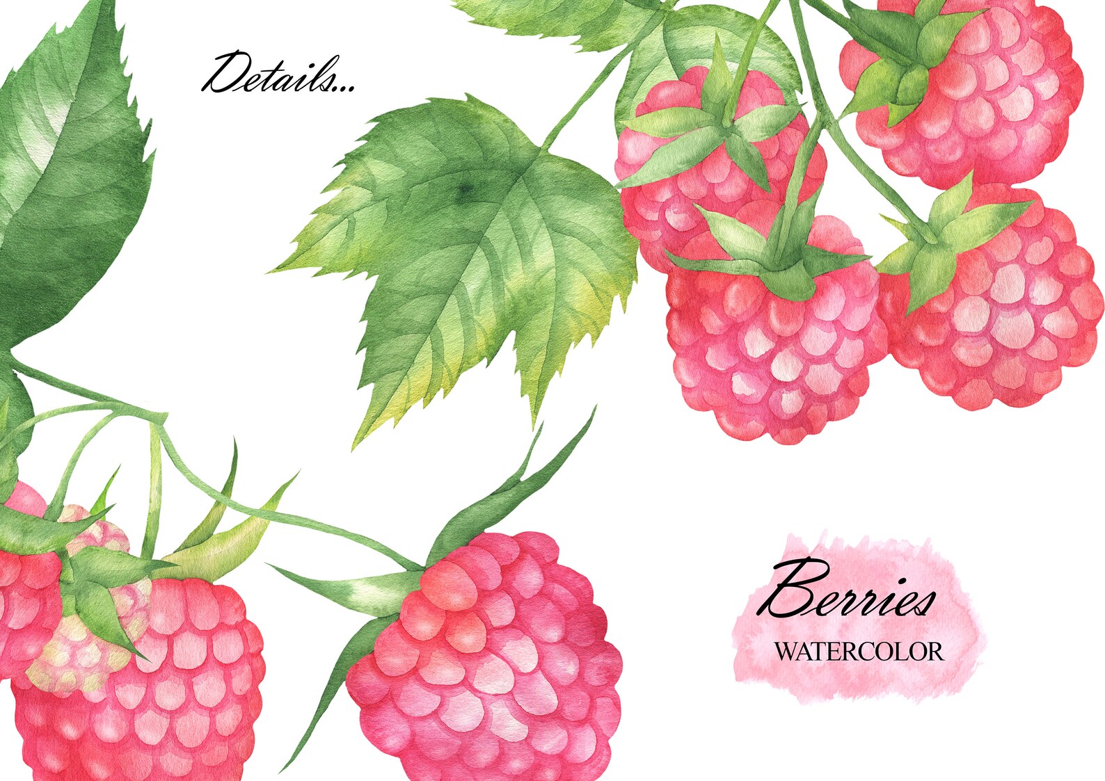 Wild Berry Watercolor Clipart, Forest Blueberries, Strawberries ...