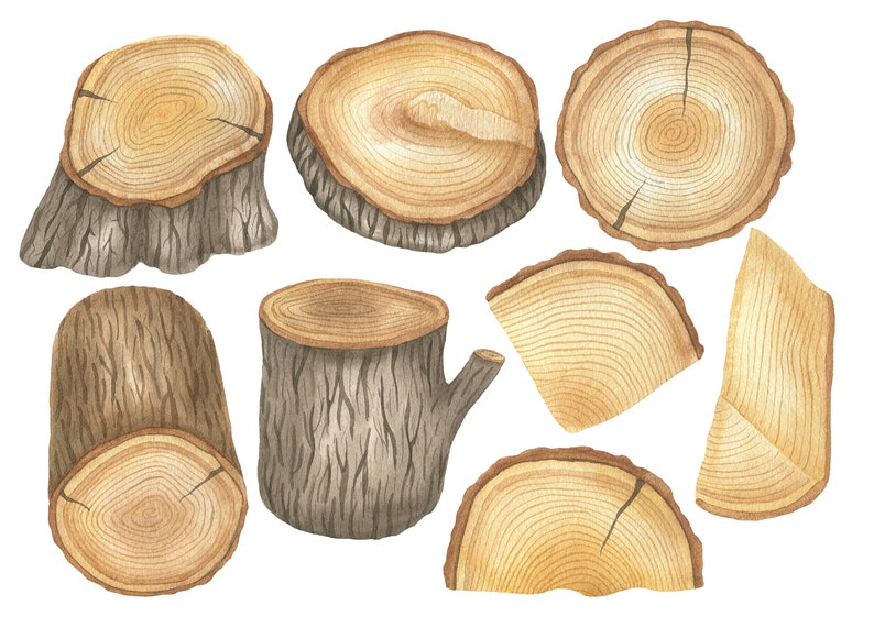 Watercolor Wood Slice Clipart, Tree Slices, Rustic Woodland Clipart ...