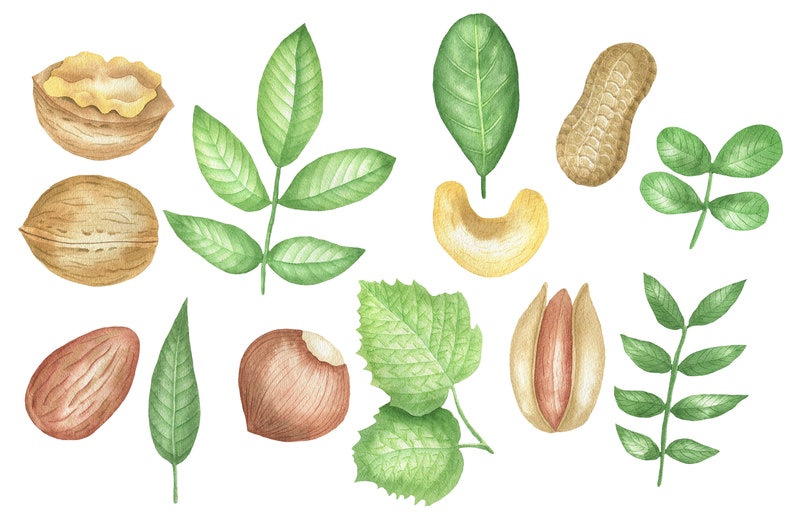 Watercolor Nuts Clipart Pistachios Hazelnut Almond Walnut - Etsy