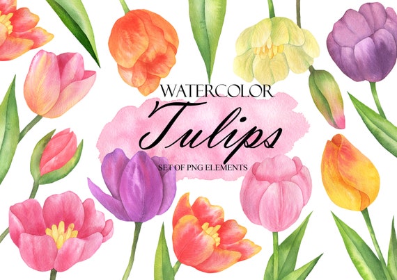 Watercolor Tulip Clip Art Colored Tulips Spring Flowers - Etsy