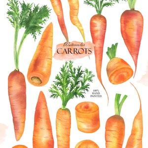 Watercolor Carrots Clipart, Colored Carrot, Eco Farm Vegetables, Fresh ...