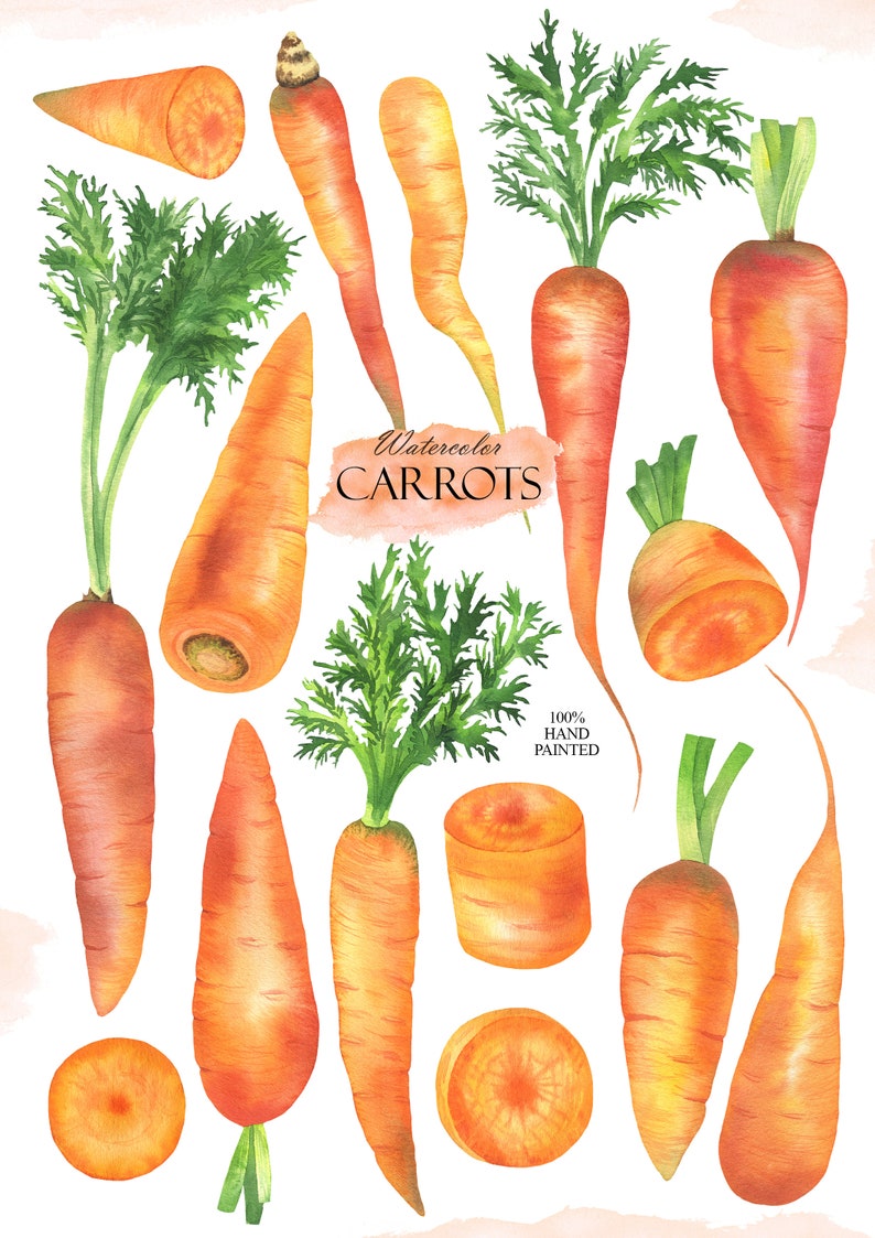 Watercolor Carrots Clipart Colored Carrot Eco Farm - Etsy
