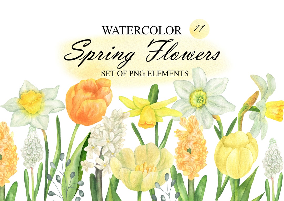 Spring Flowers Watercolor Clipart, White and Yellow Tulips, Muscari ...