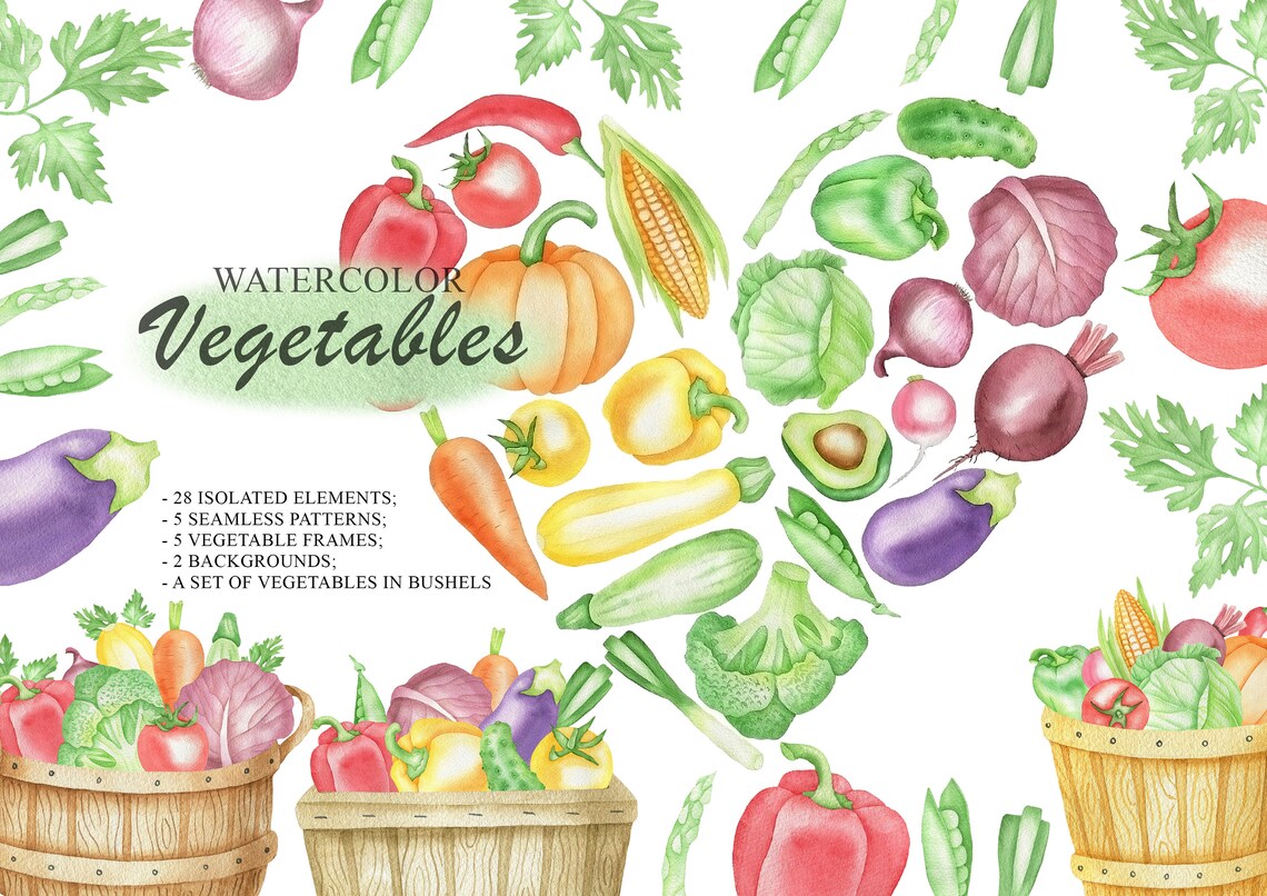 Watercolor Vegetable Clipart Farm and Kitchen Cabbage - Etsy