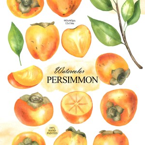 Watercolor Persimmon Clip Art, Persimmon Slices, Persimmon Harvest ...