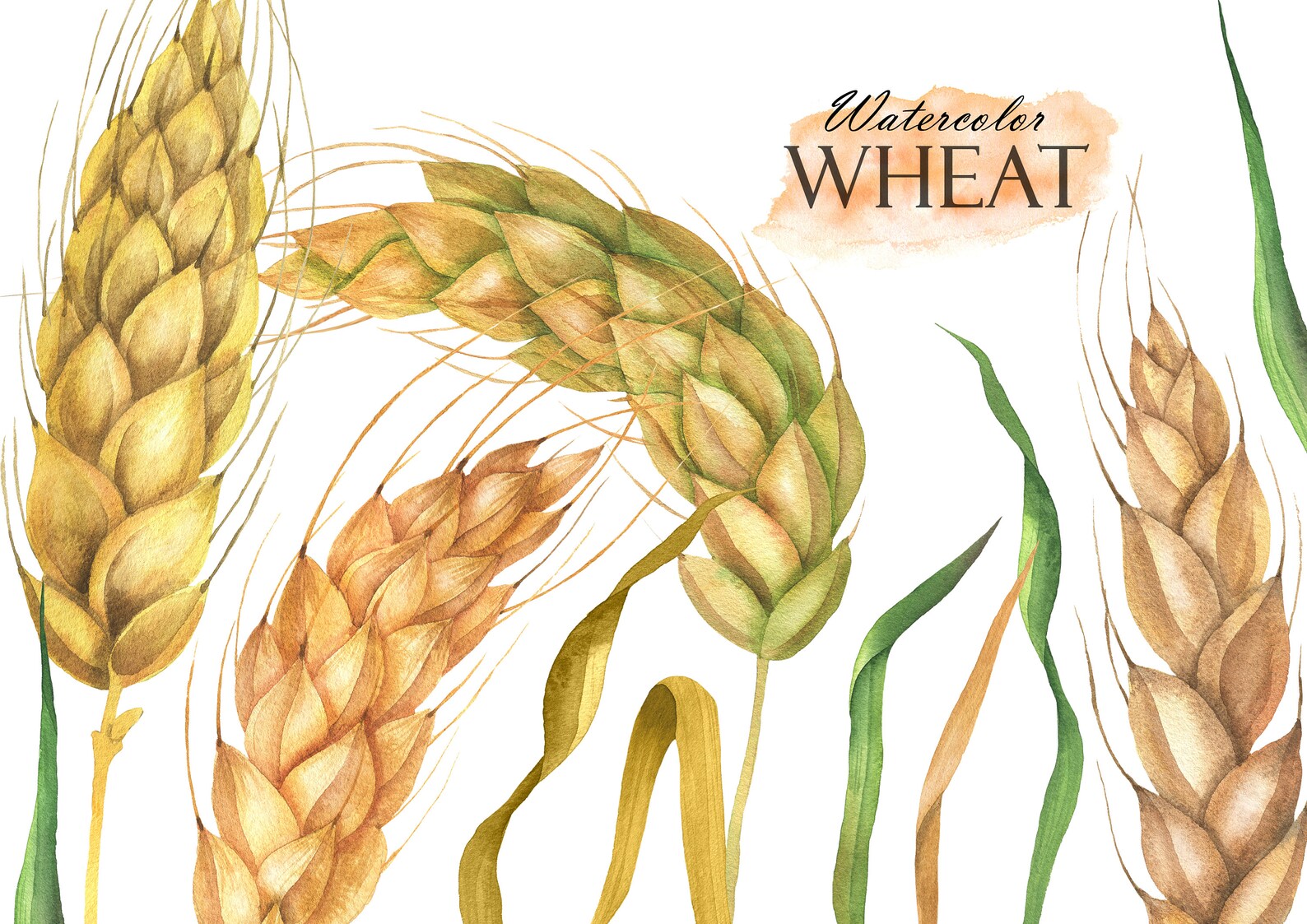 Watercolor Wheat Clipart, Golden and Green Wheat Clip Art, Farm Harvest ...