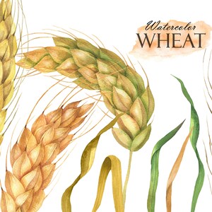 Watercolor Wheat Clipart, Golden and Green Wheat Clip Art, Farm Harvest ...