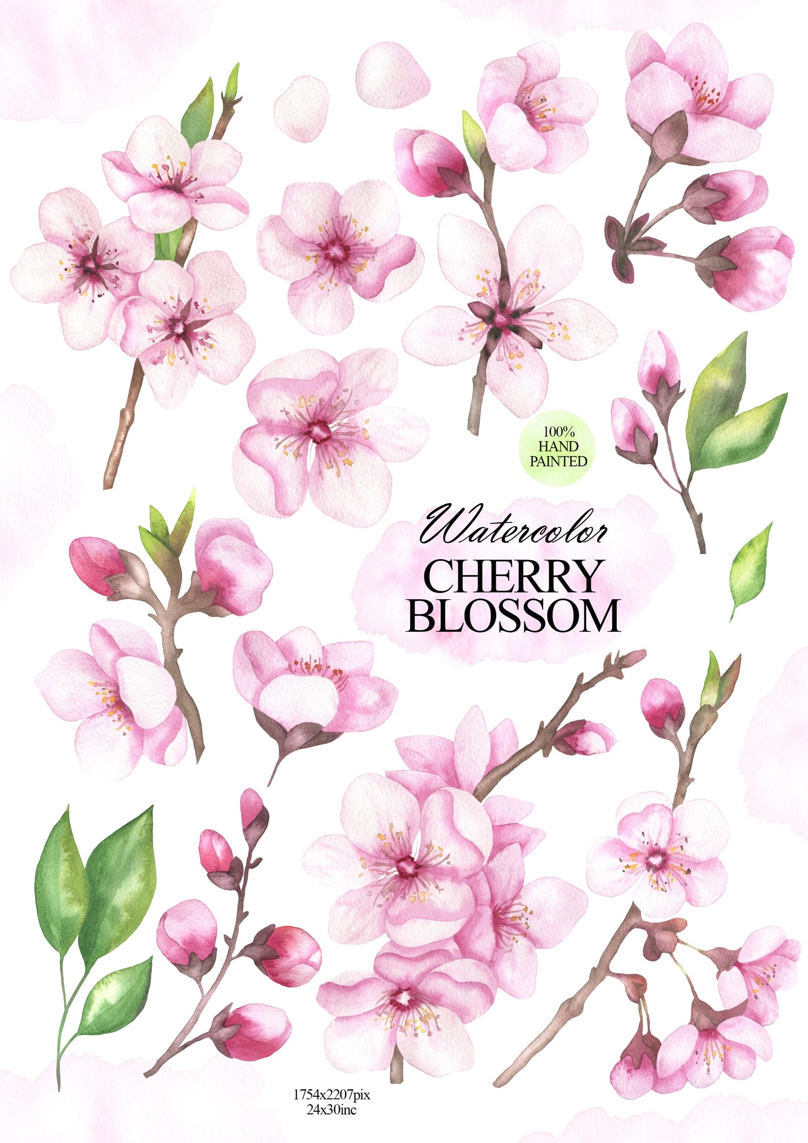 Watercolor Cherry Blossom Clipart, Spring Sakura PNG Set (digital ...