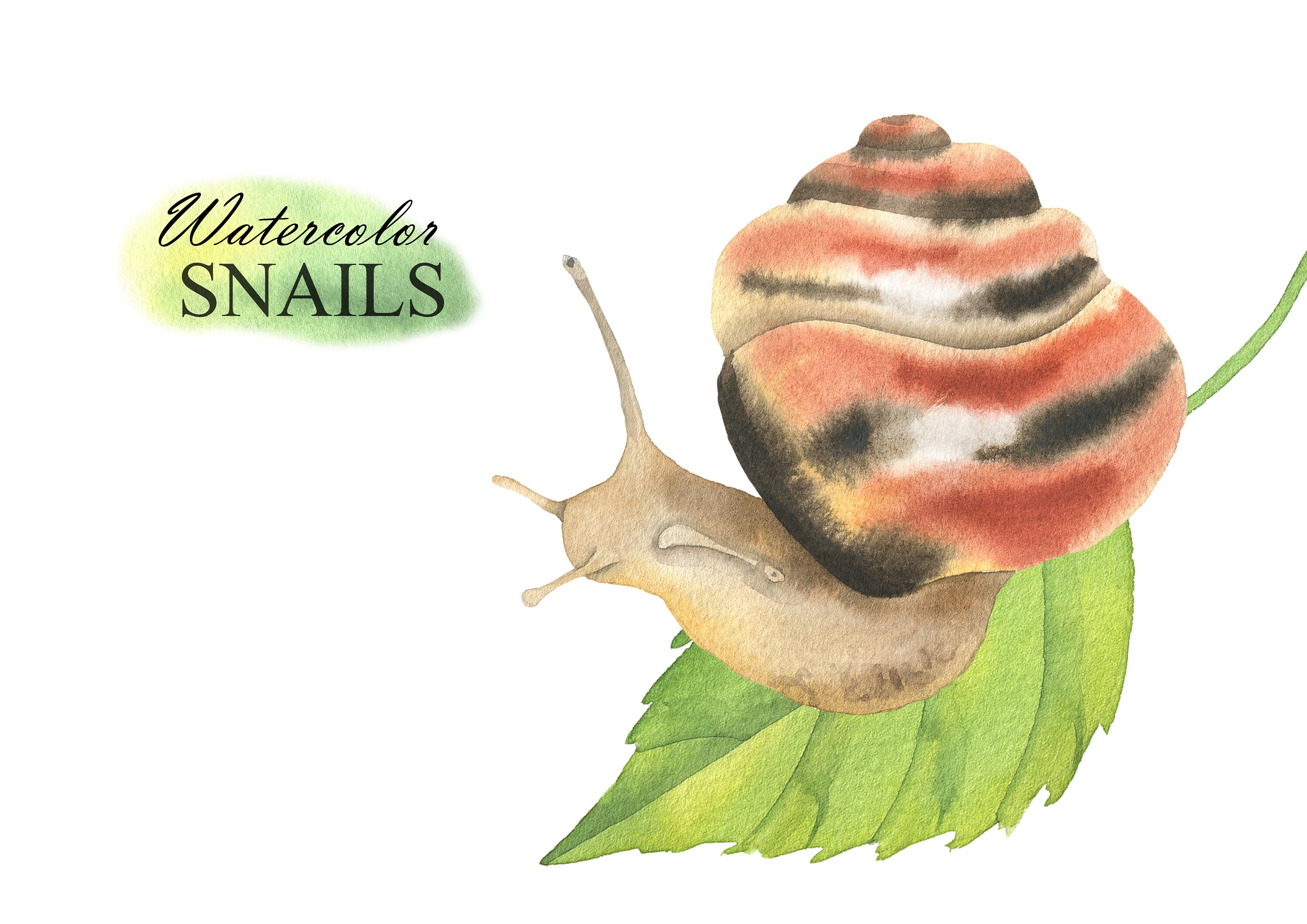 Watercolor Snail Clip Art, Colorful Snails Clipart, Garden Slug Clipart ...