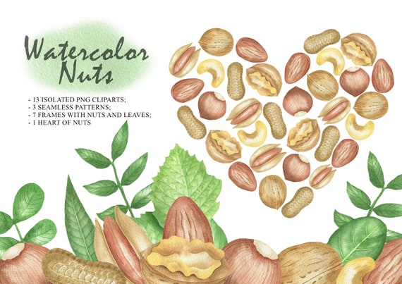 Watercolor Nuts Clipart Pistachios Hazelnut Almond Walnut | Etsy