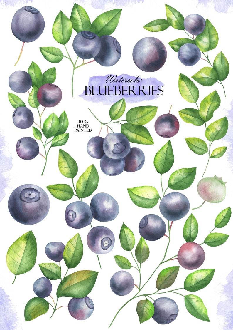 Watercolor Blueberries Clipart, Summer Fresh Berries and Leaves, Forest ...