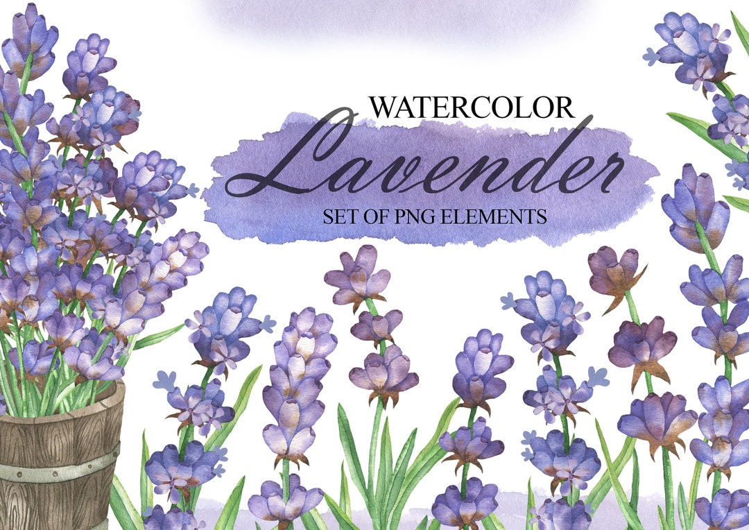 Watercolor Lavender Clipart, Vintage Lavender Bouquet, Purple Rustic ...