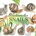Watercolor Snail Clip Art, Colorful Snails Clipart, Garden Slug Clipart ...