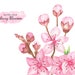 Cherry Blossom Clipart, Watercolor Pink Sakura Flowers, Spring Floral ...