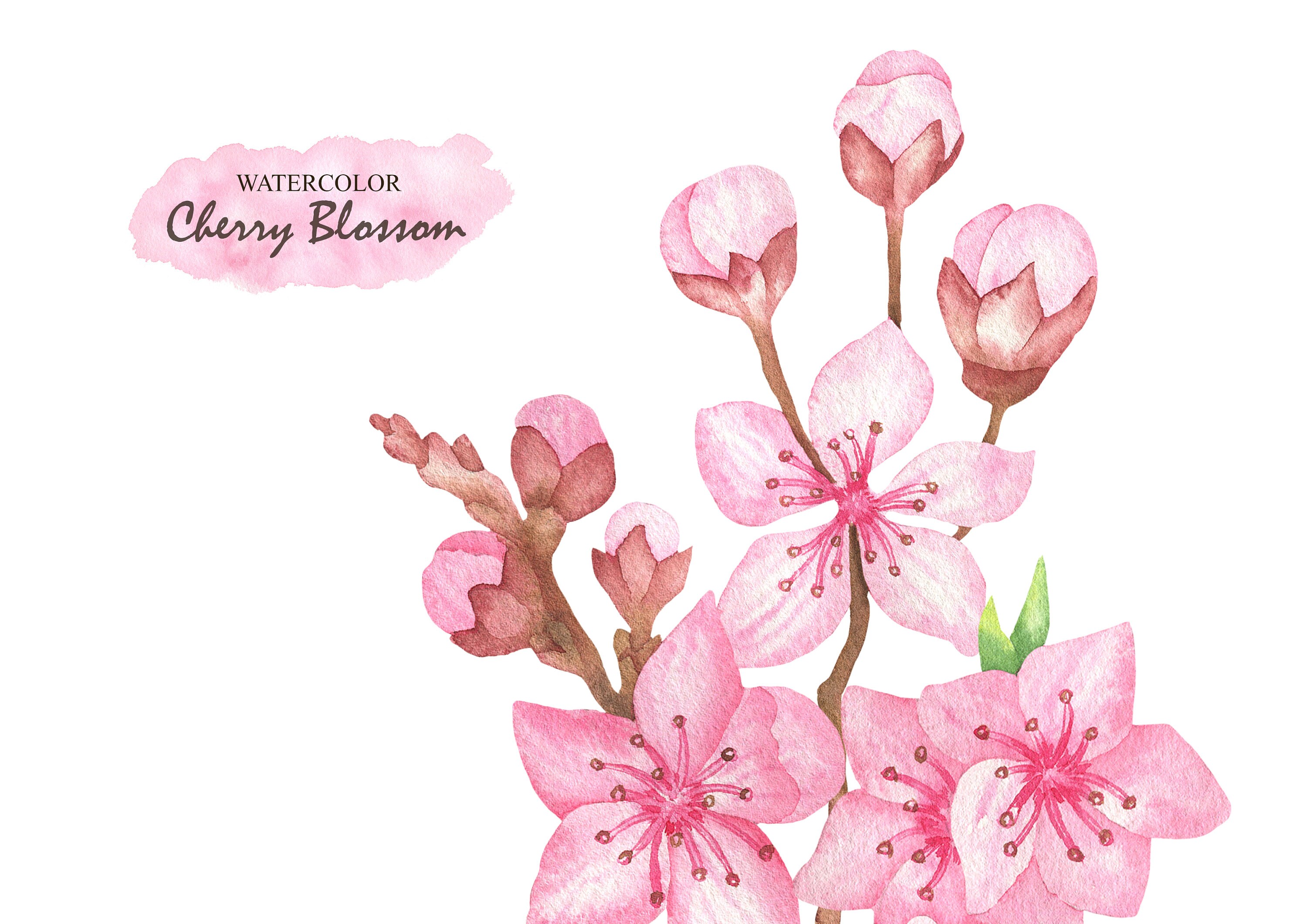 Cherry Blossom Clipart, Watercolor Pink Sakura Flowers, Spring Floral ...