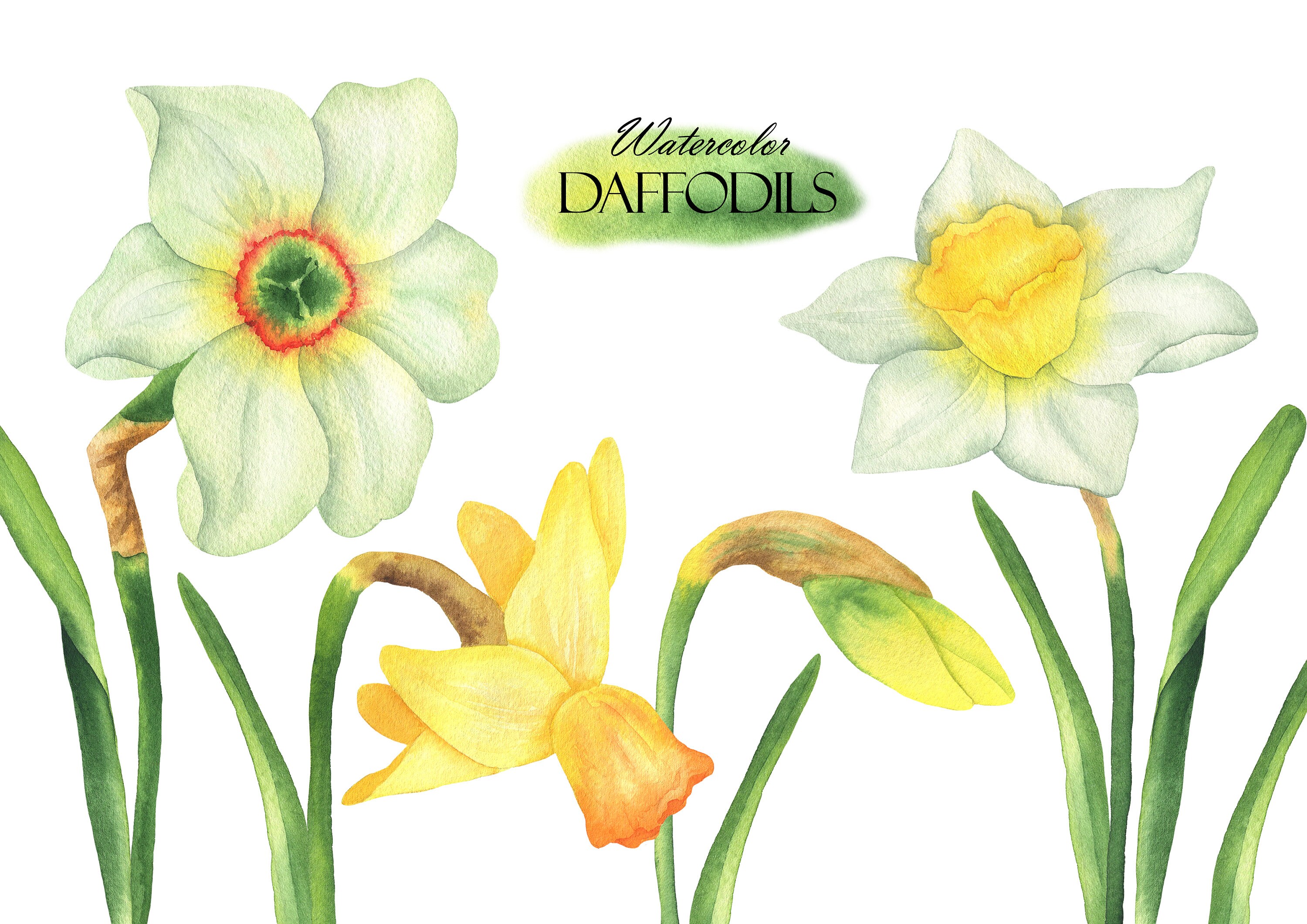 Watercolor Daffodils Clipart, Spring Flowers Clip Art, Daffodils ...