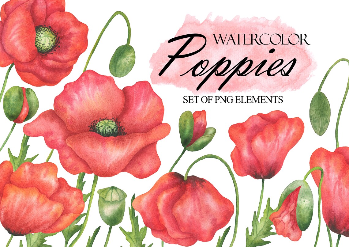 Watercolor Poppies Clipart, Wild Red Flowers, Poppies Bouquets, Field ...
