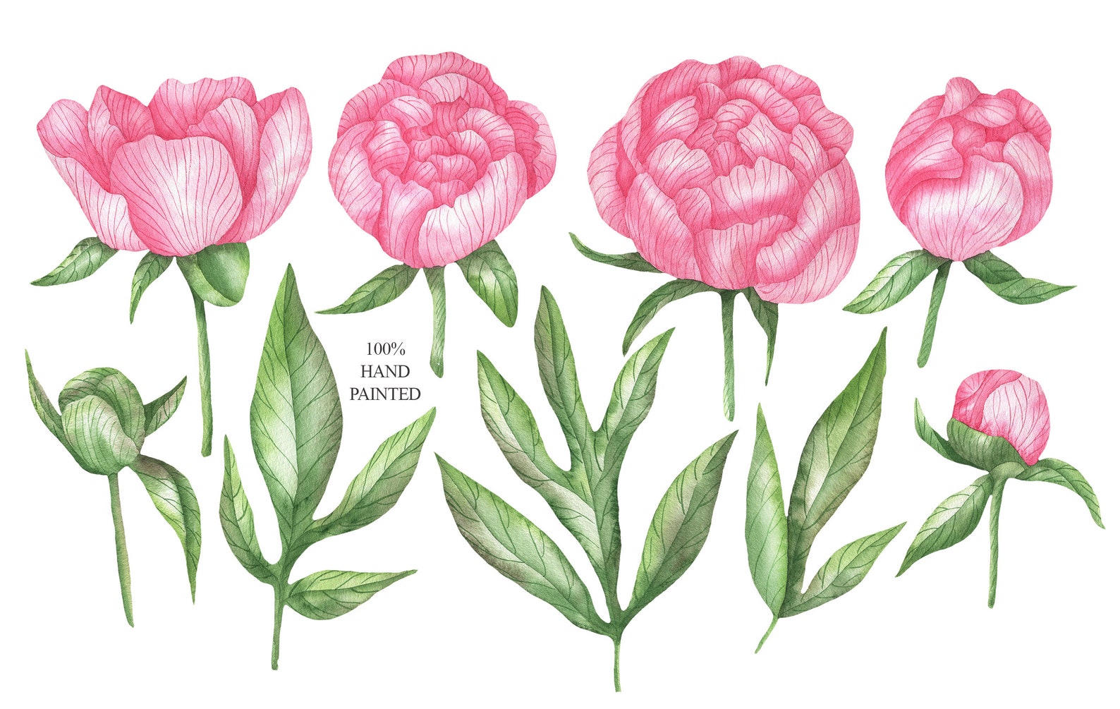 Watercolor Peonies Clipart Pink Peony Clip Art Spring Summer - Etsy