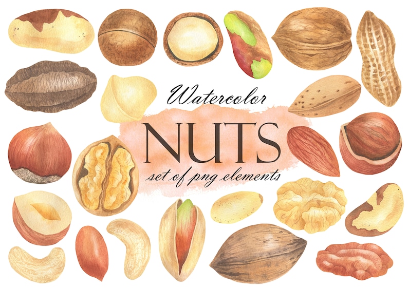 Nuts Watercolor Clipart, Pistachios, Hazelnut, Almond, Walnut, Cashew ...