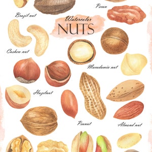 Nuts Watercolor Clipart, Pistachios, Hazelnut, Almond, Walnut, Cashew ...