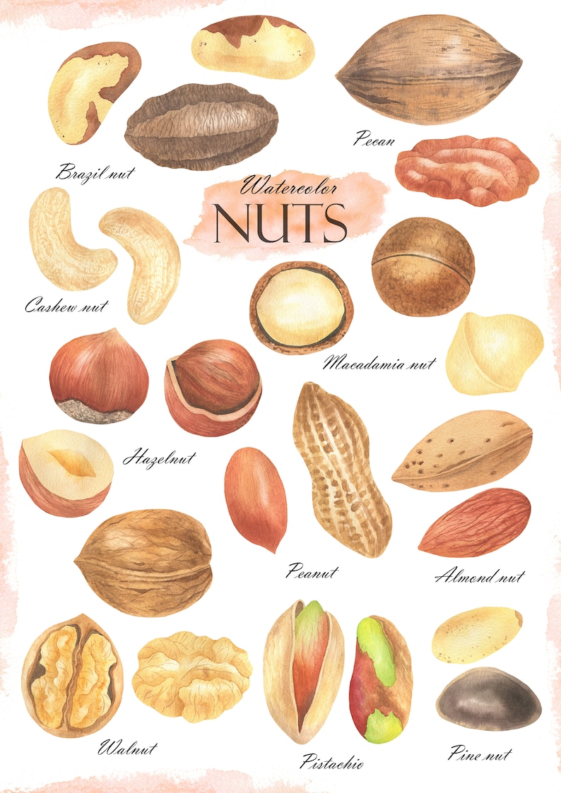 Nuts Watercolor Clipart, Pistachios, Hazelnut, Almond, Walnut, Cashew ...