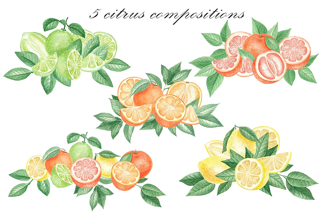 Watercolor Citrus Fruit Clipart Fresh Summer Lemon Orange | Etsy
