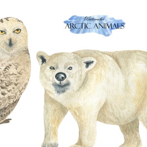 Watercolor Arctic Animal Clip Art, Polar Animals, Reindeer, Bear, Fox ...