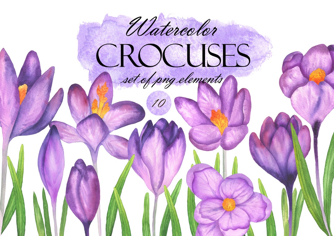Watercolor Crocuses Clipart, Spring Flowers Clip Art, Crocus Bouquet ...